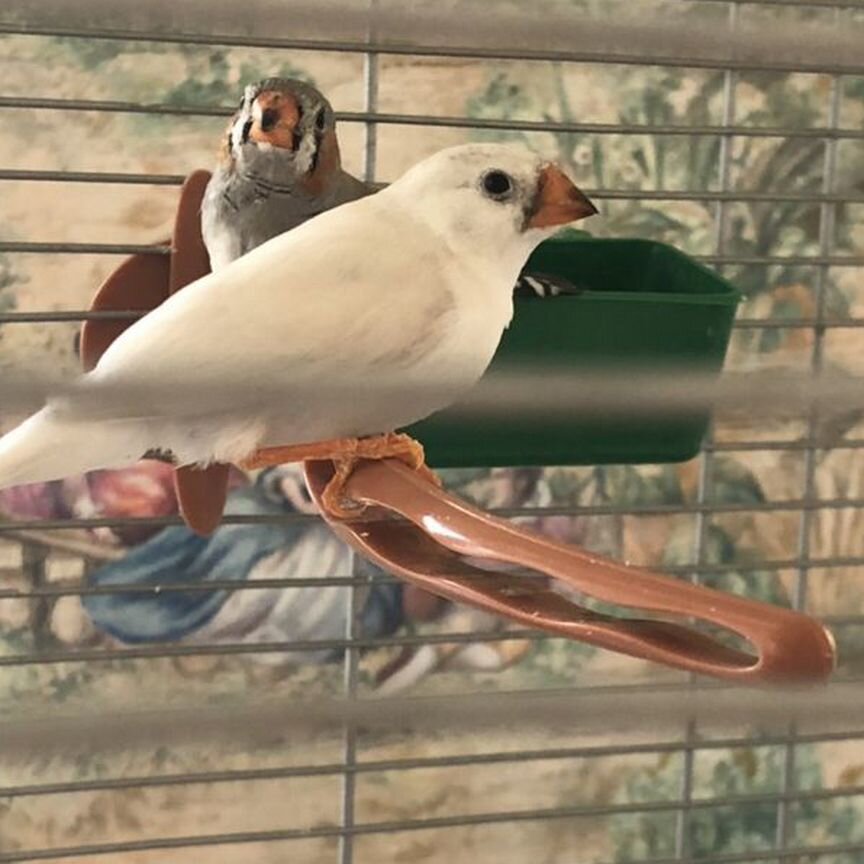 Зебровые амадины мальчики