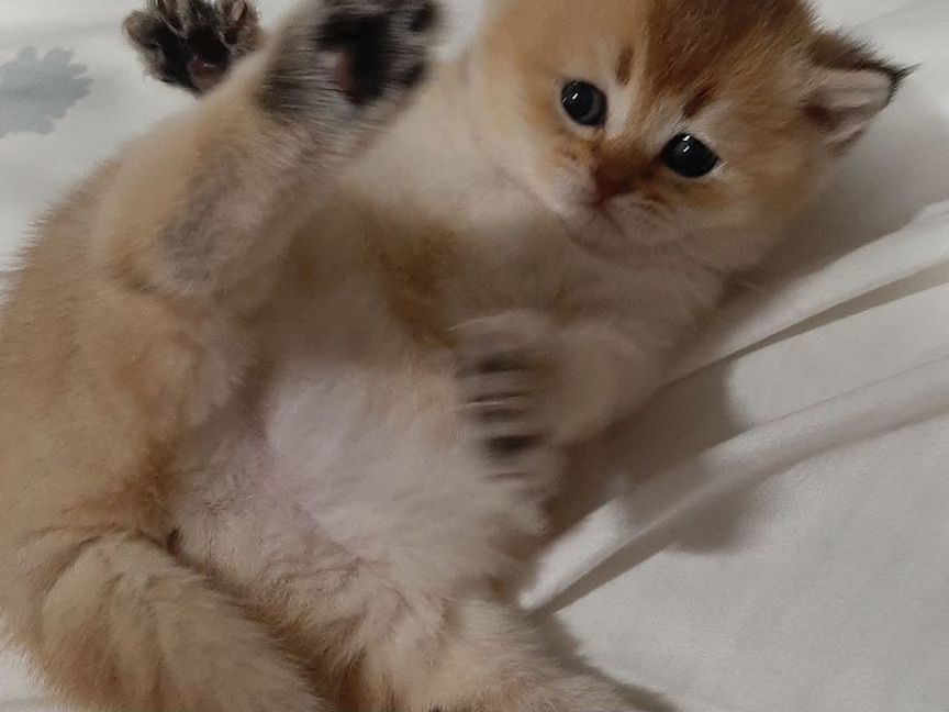 Котята золотая шиншилла
