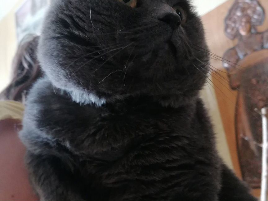 Мордатенький очаровашка британец