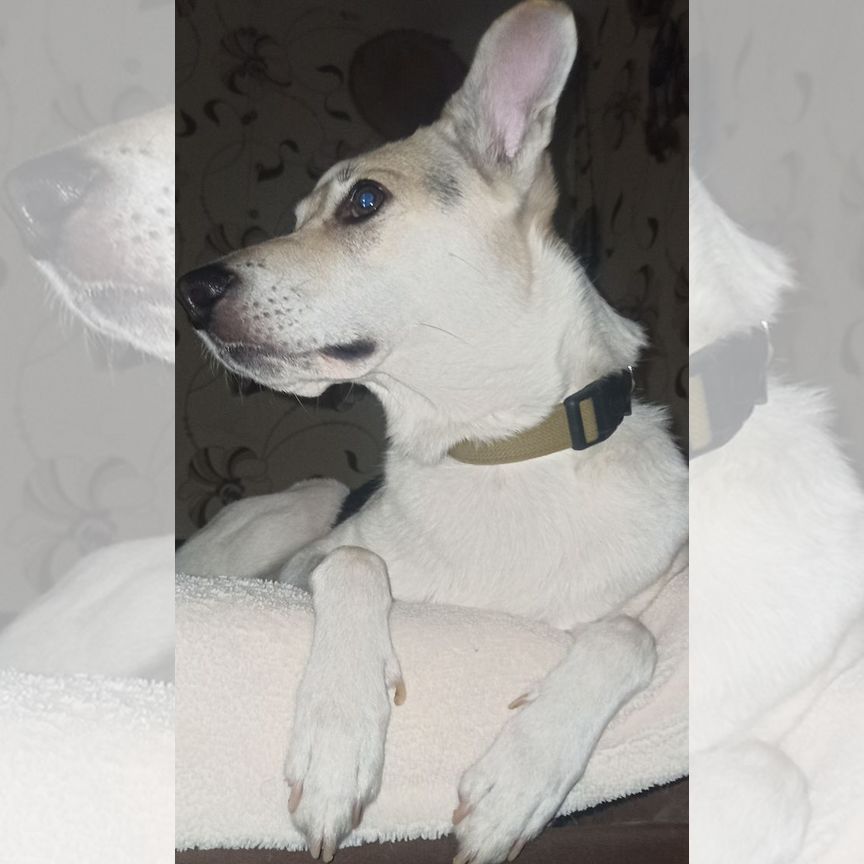 Взрослая собака в добрые руки