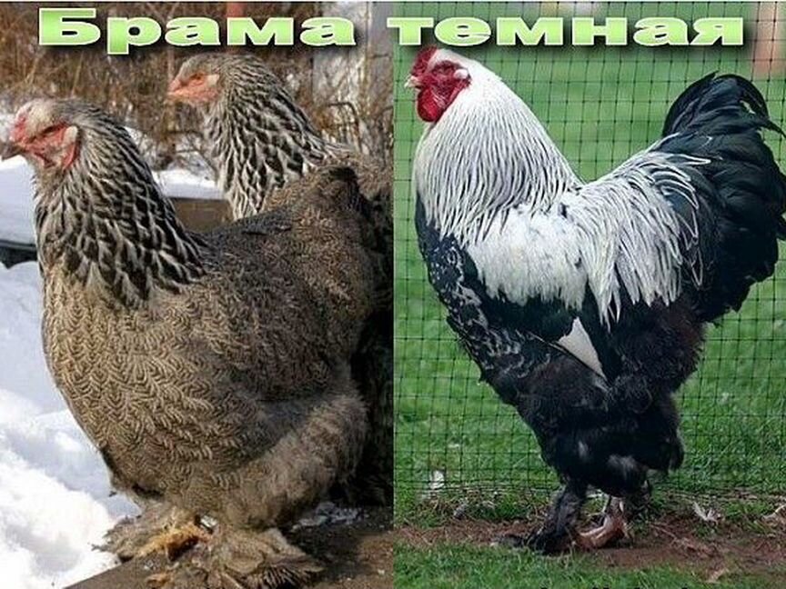 Петух Брама