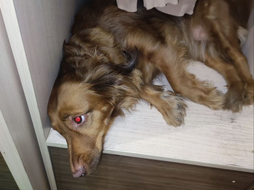 Отдам в добрые руки собаку