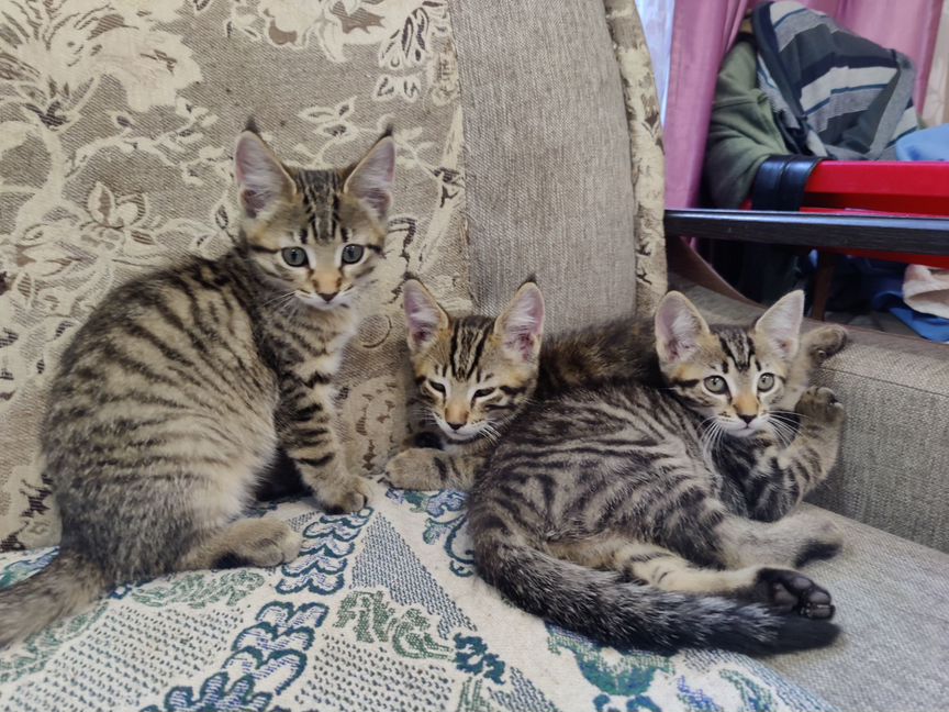 Отдадим котят в добрые руки, мама мейкун