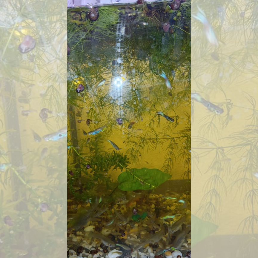 Гуппи "голубой меч"