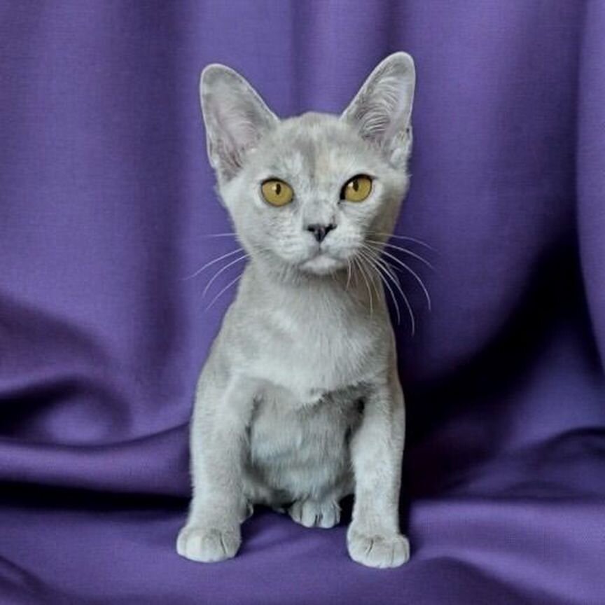 Бурманский котенок, бурма