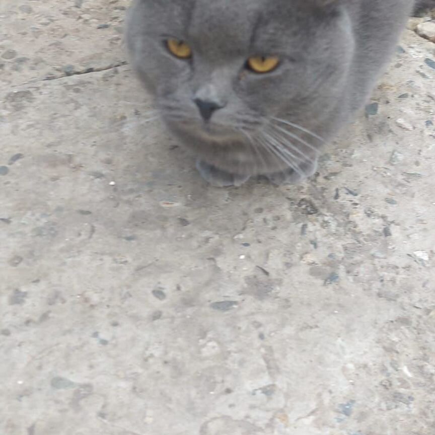 Котик в добрые руки