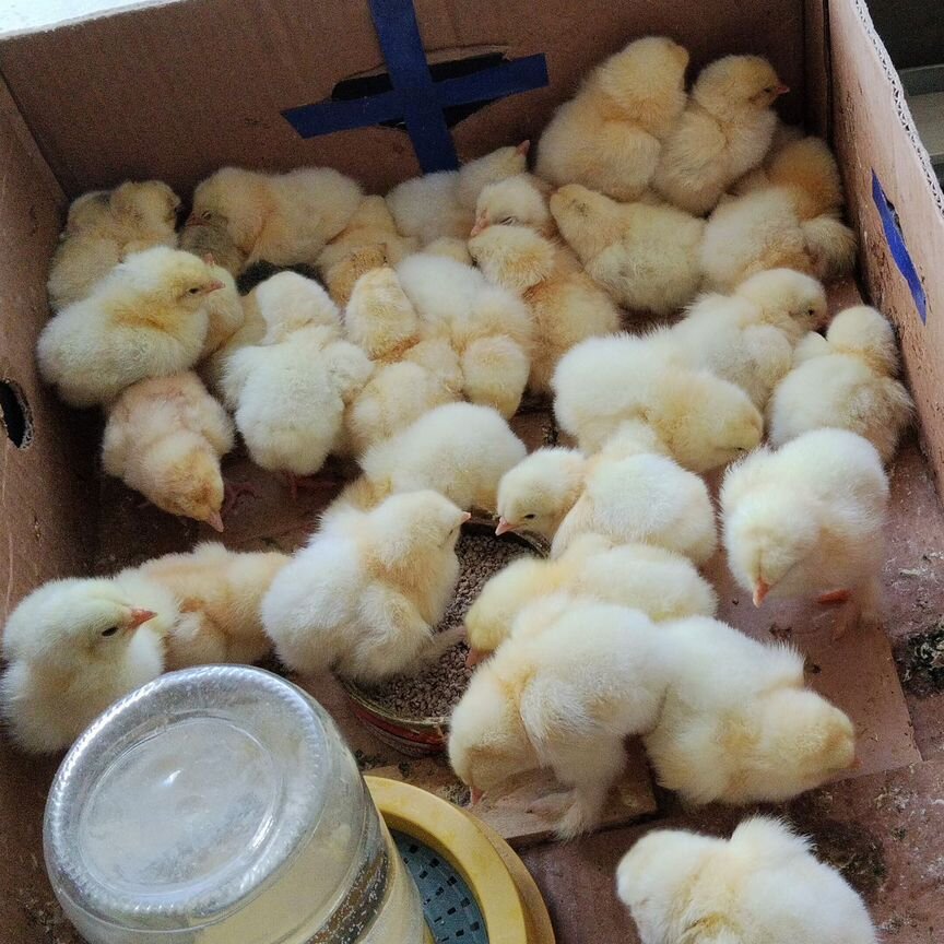 Цыплята брама колумбийская, бресс гальская