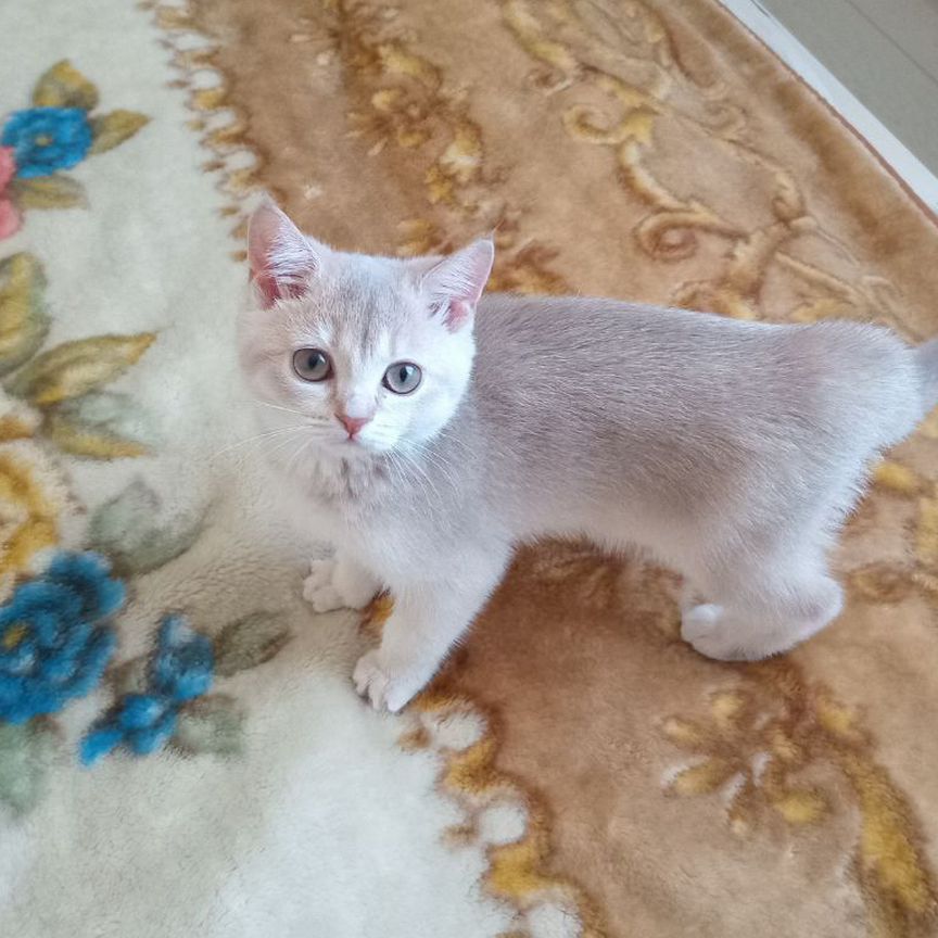 Шотландская короткошерстная девочка