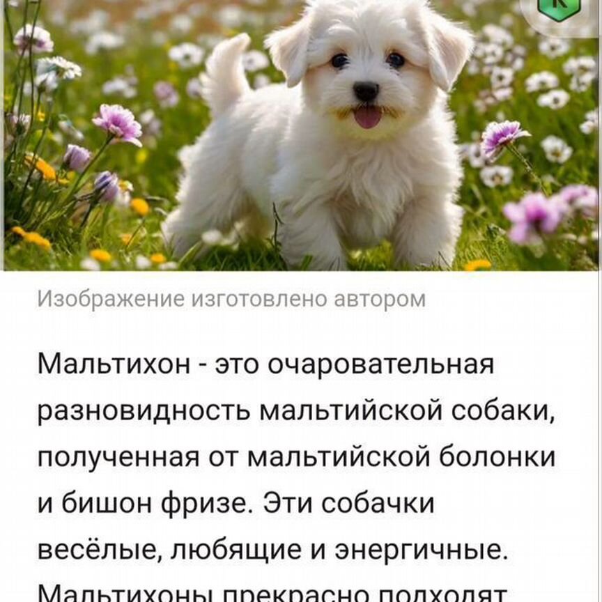Мальтийская болонка   Бишон Фризе