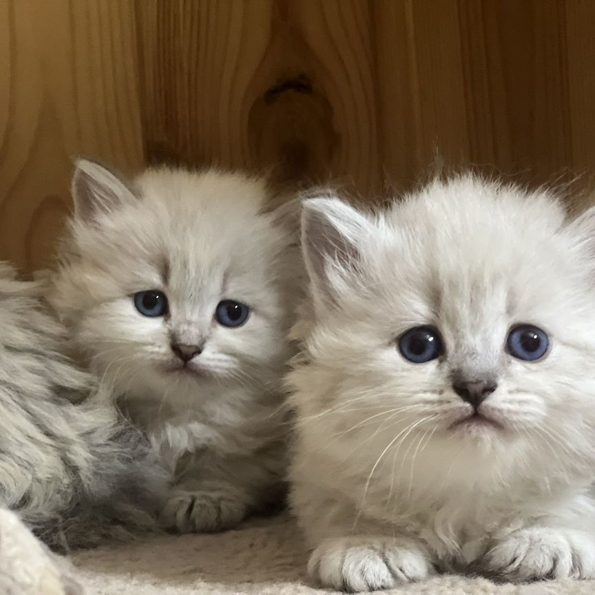 Невские маскарадные котята