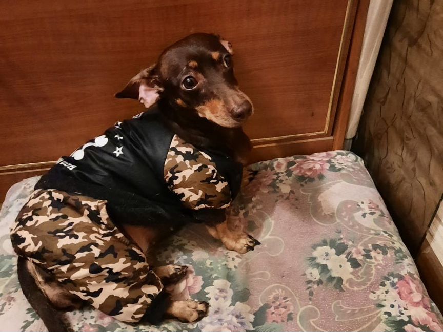 Собаки бесплатно такса