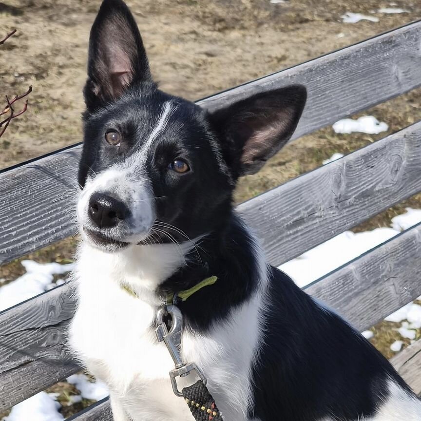 Щенок в добрые руки