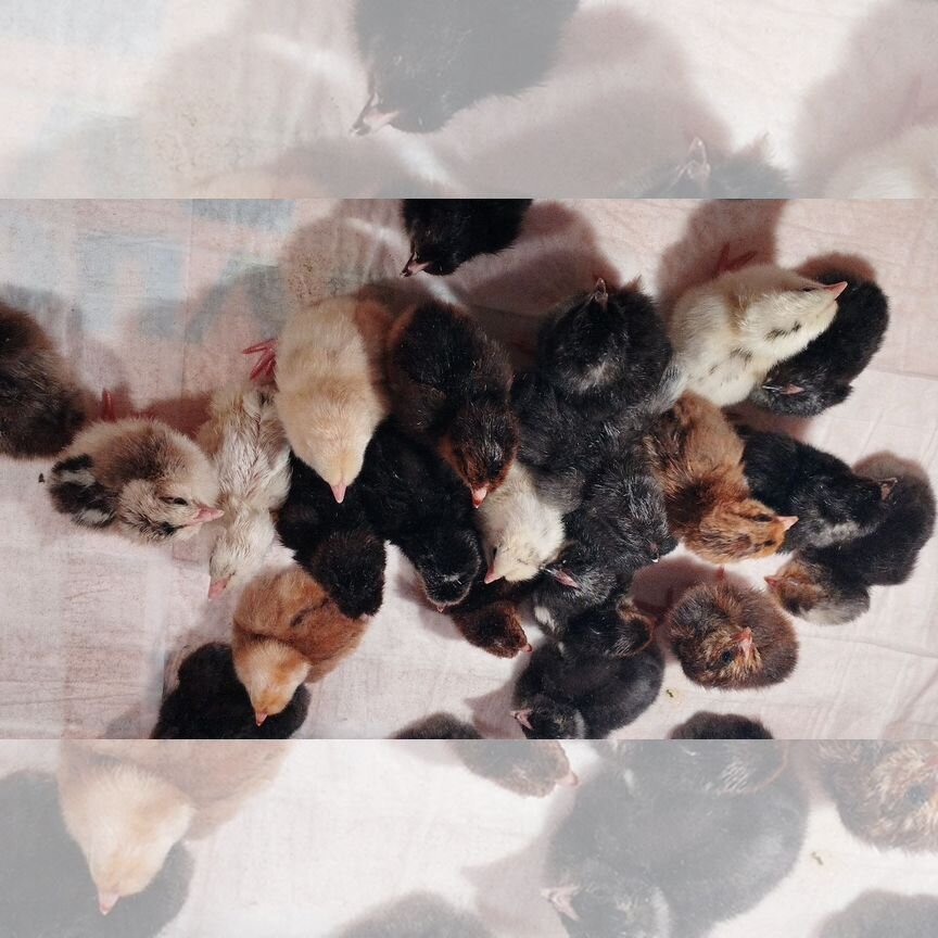 Цыплята суточные несушки