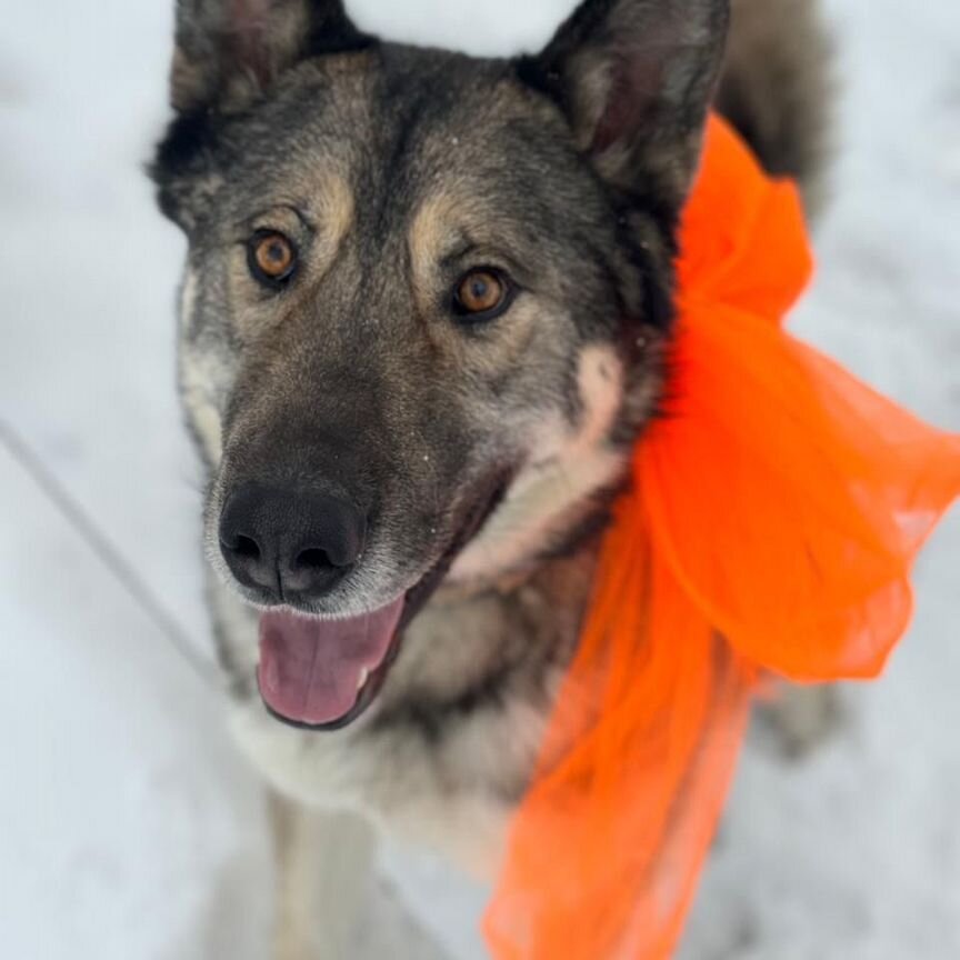 Волчок который не укусит за бочок