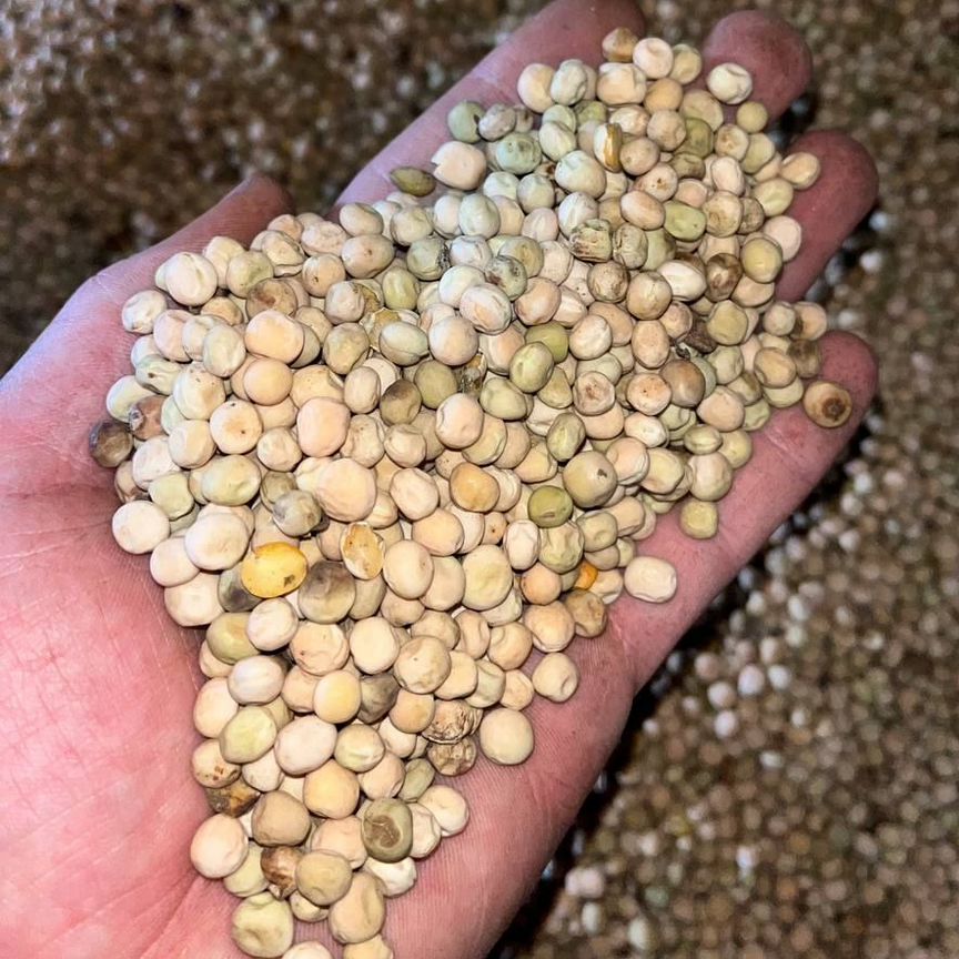 Отходы гороха