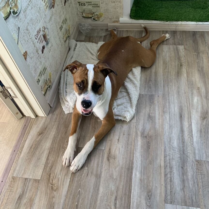 Стаффордширский терьер