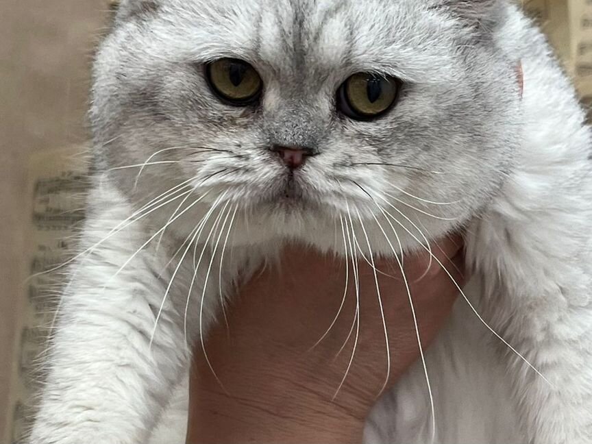 Серебристый красавец 1 год