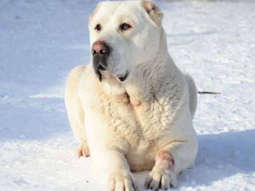 Вязка алабай