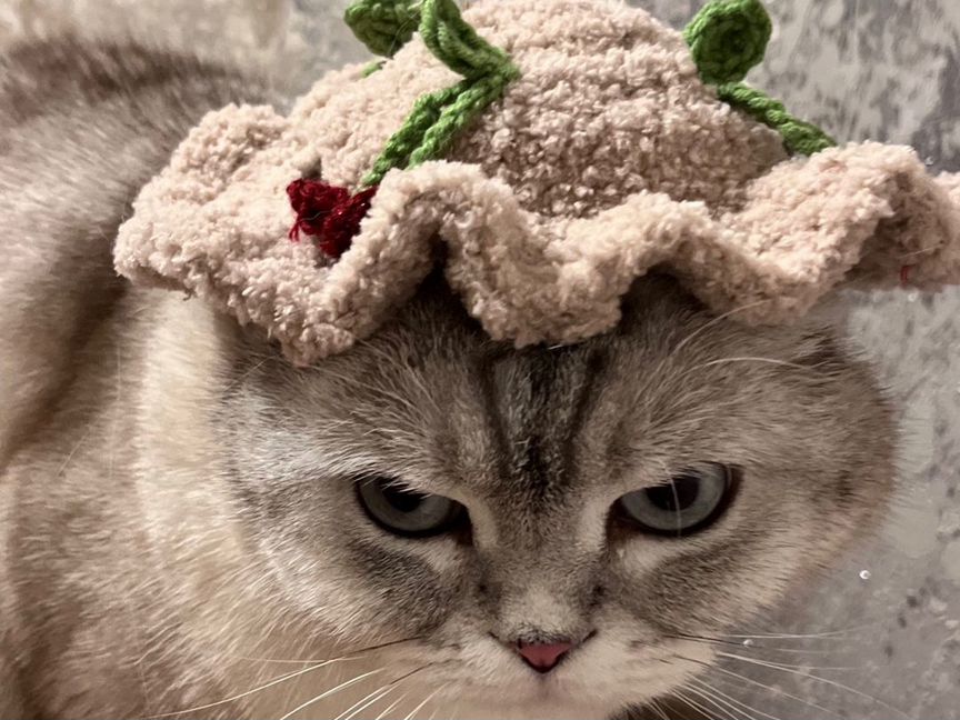 Шляпка для вашего котика