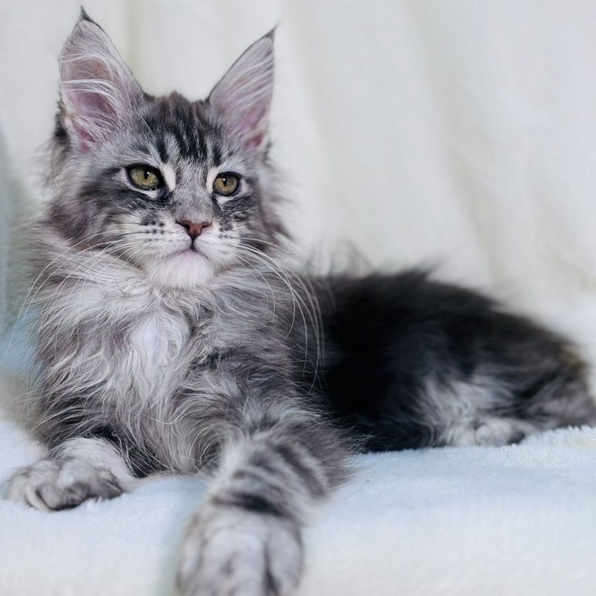 Котята мейн-кун