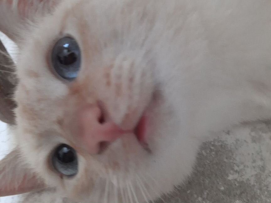 Кот Скубиду