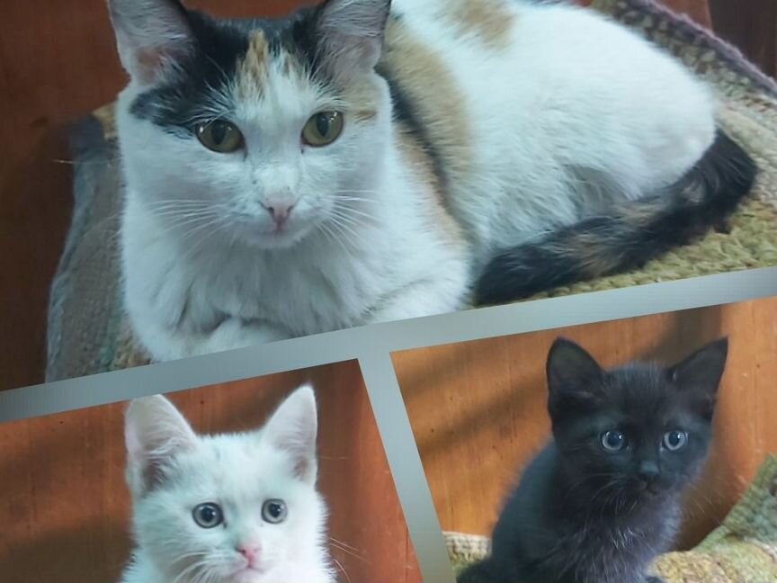 Кошечки в дар