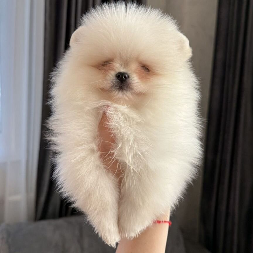 Померанский шпиц, щенок