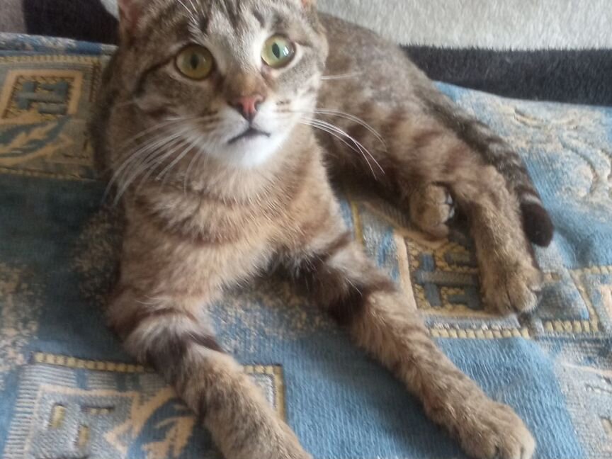 Отдам котенка девочку полосатика