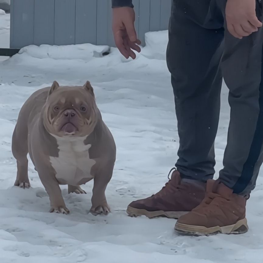 Американский булли, взрослая собака