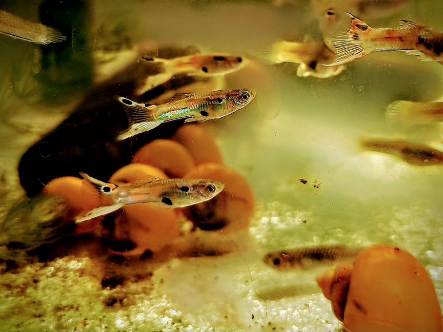 Японские гуппи