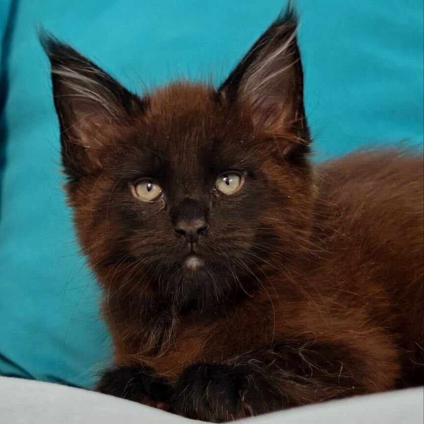 Мейн кун котенок