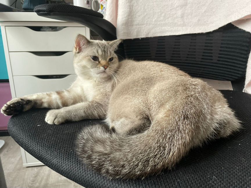 Кошка в добрые руки