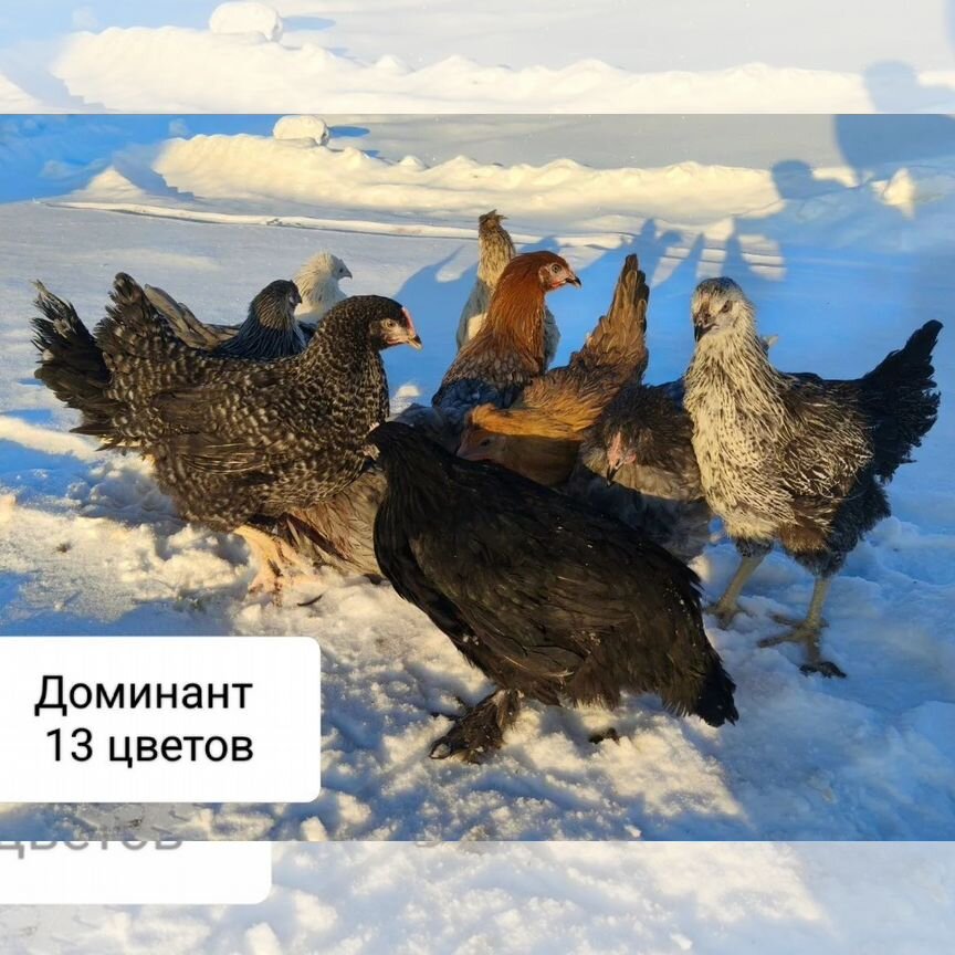 Куры несушки молодки