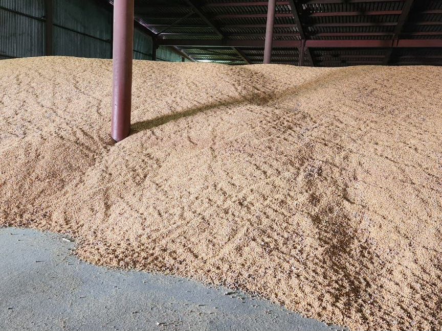 Зерно пшеница ячмень