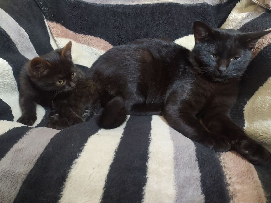 Кошка