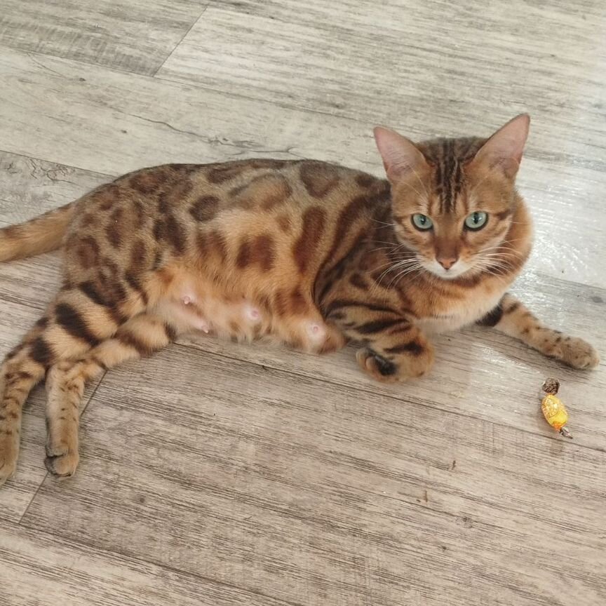 Бенгальская, взрослая кошка