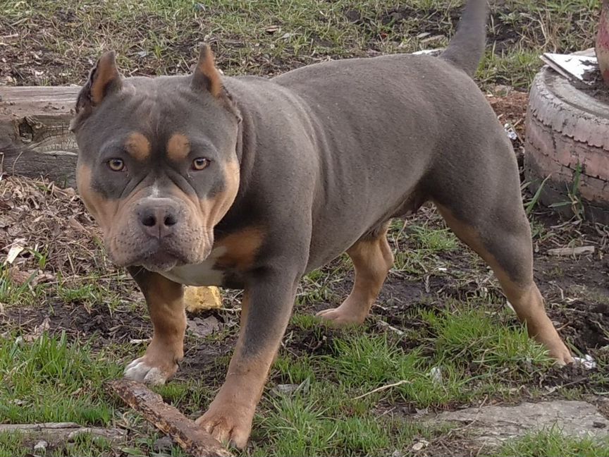 Американский булли покет щенки