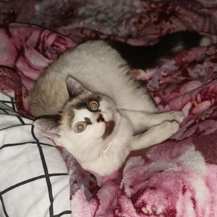 Котята