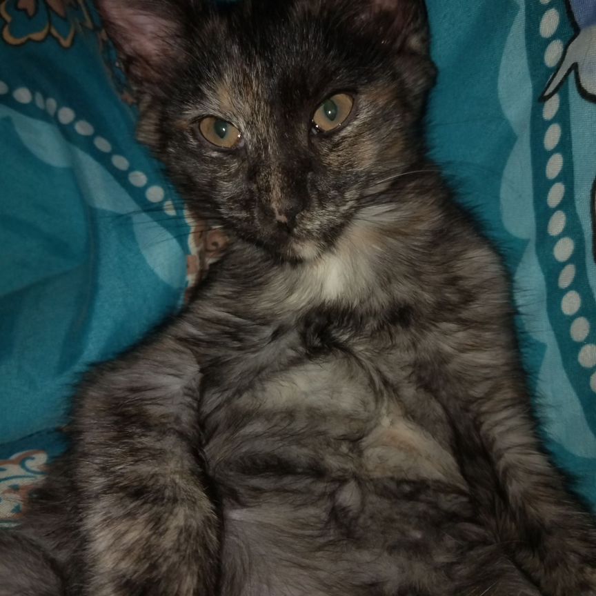 Мейн-кун котёнок