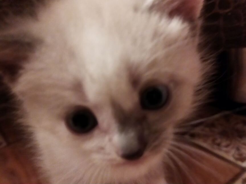 Кошка полусиамцы