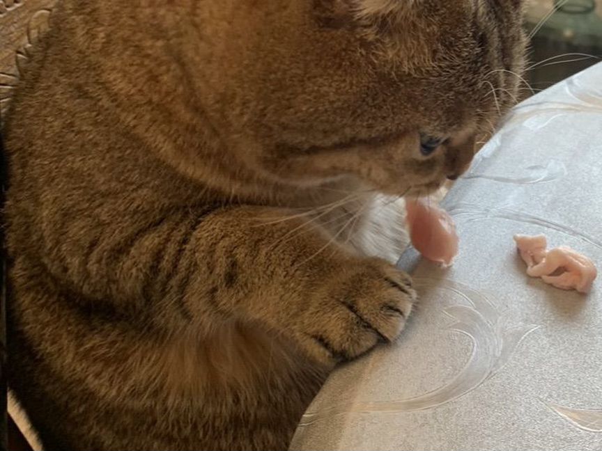 Шотландская вислоухая