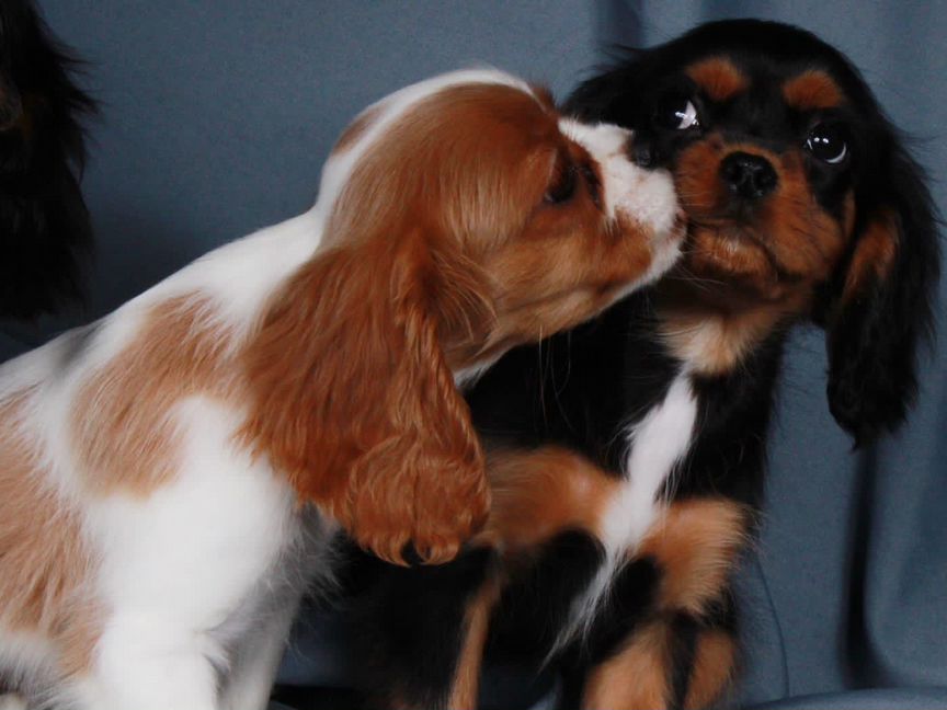 Кавалерочки спаниель