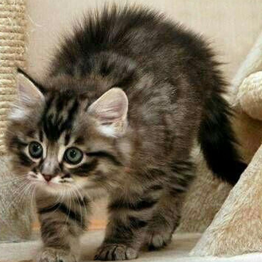 Сибирский котёнок