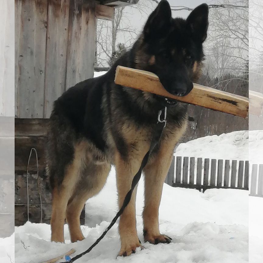 Немецкая овчарка, взрослый пёс