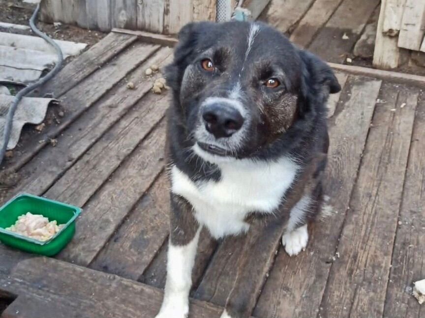 Собаки на охрану, мальчик и девочка