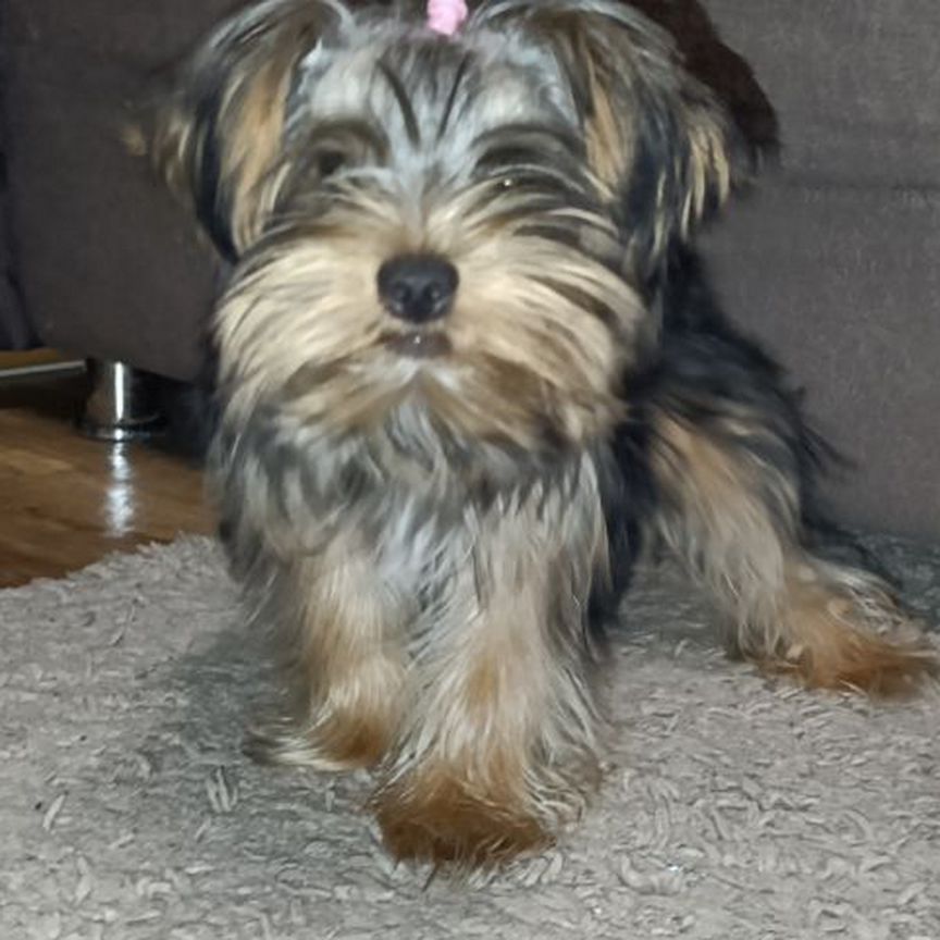 Йоркширский терьер, щенок