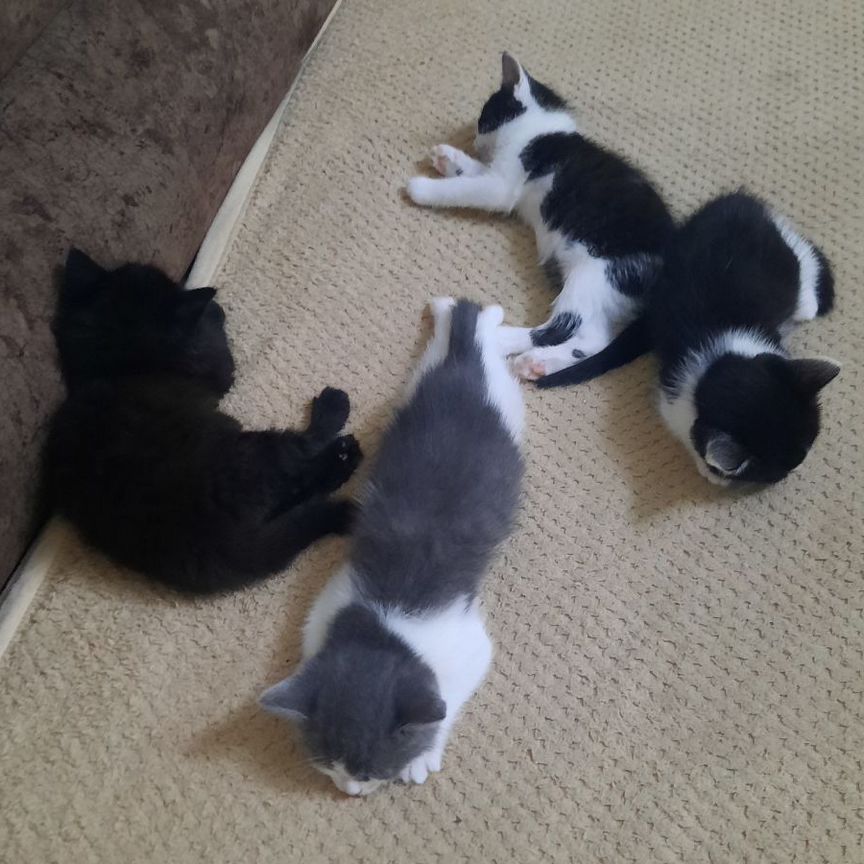 Котята в добрые руки бесплатно мальчики
