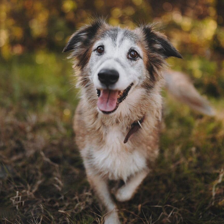 Собака в добрые руки