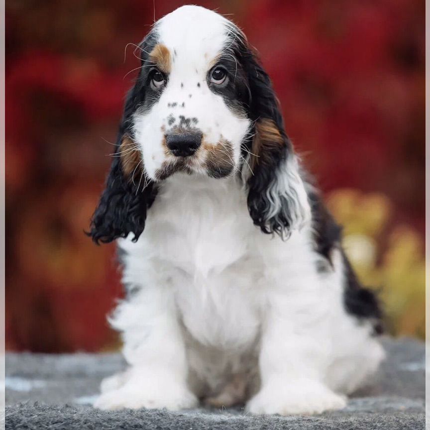 Английский кокер-спаниель, щенок