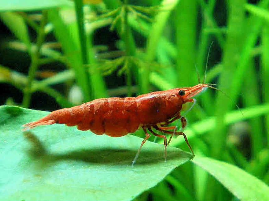 Маленькая, мирнеая креветка вишня